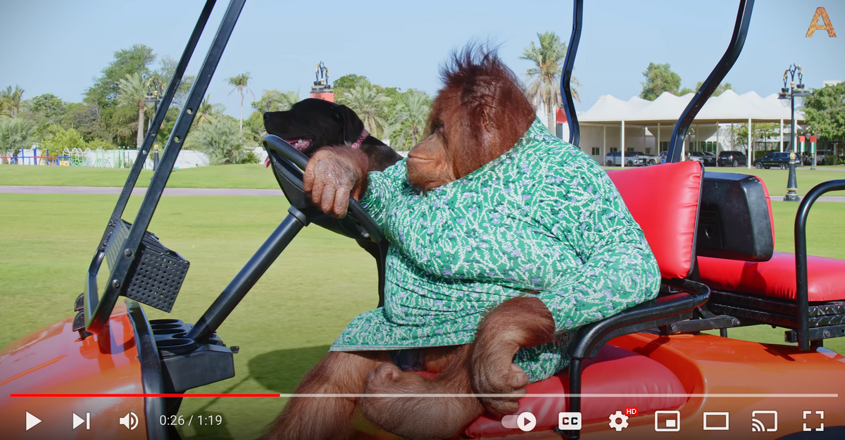 Orangutan Driving a Golf Cart - You've Got to See This – Converted Carts